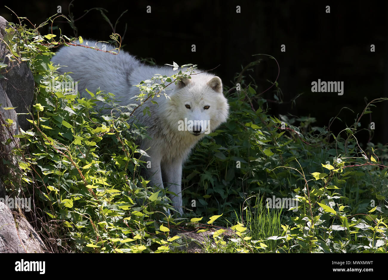 Arctic wolf (Canis lupus arctos) closeup in spring in Canada Stock ...