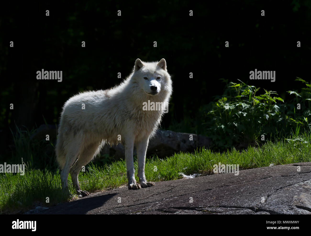 Arctic wolf (Canis lupus arctos) closeup in spring in Canada Stock ...