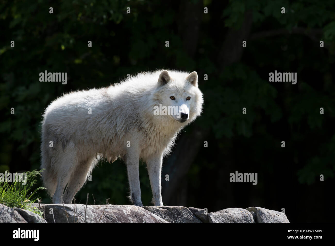 Arctic wolf (Canis lupus arctos) closeup in spring in Canada Stock ...