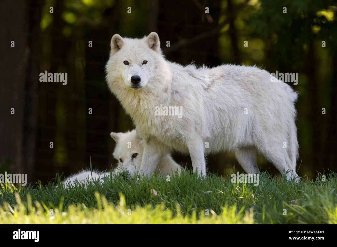 Arctic wolf (Canis lupus arctos) closeup in spring in Canada Stock ...