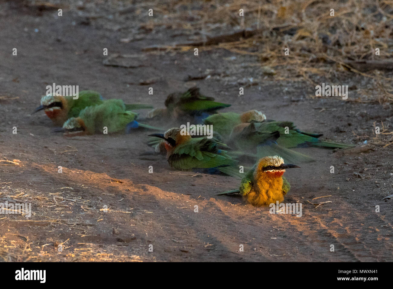 White-fronted Bee-eaters dust bathing in the Mashatu Game Reserve ...