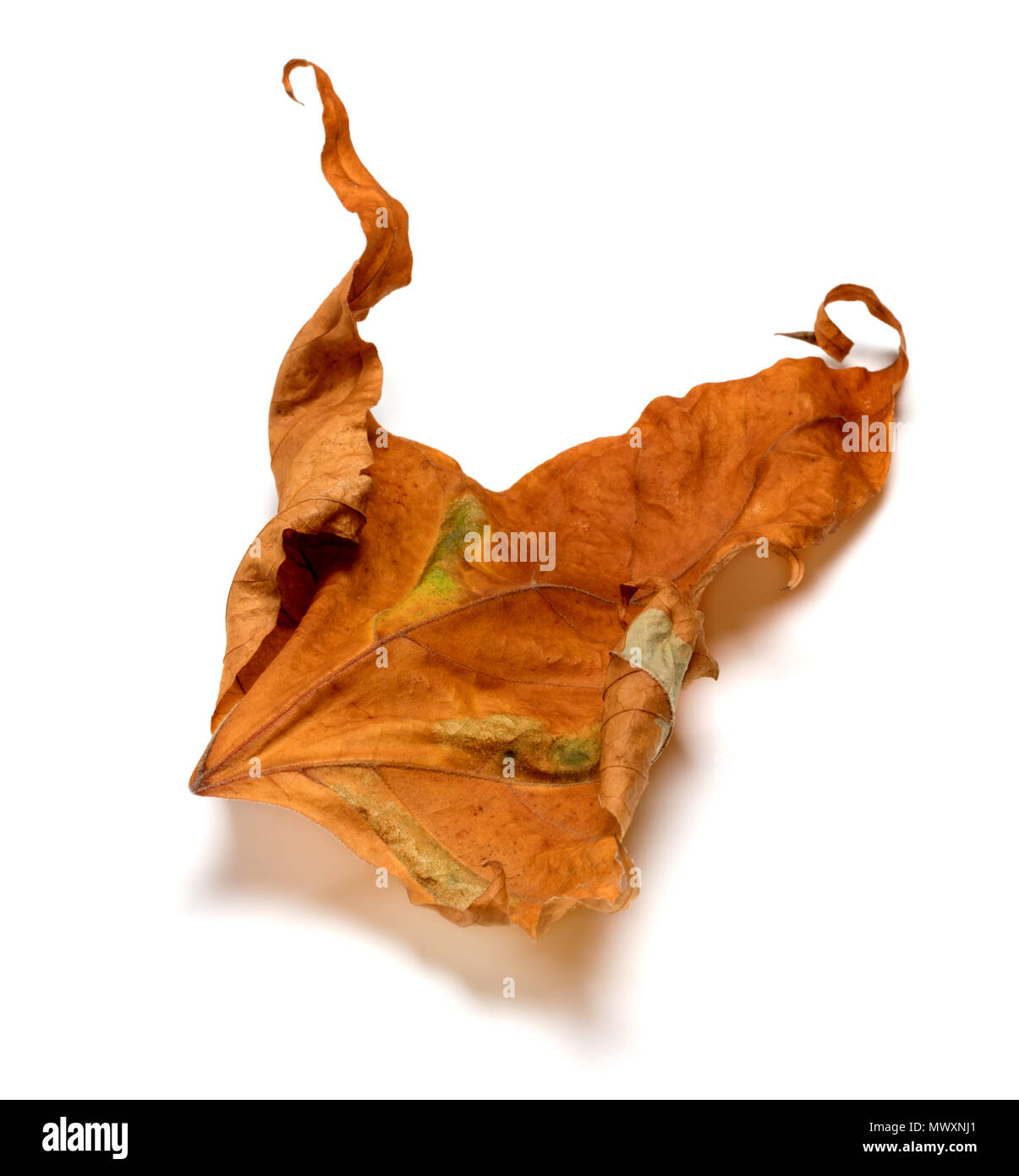 Autumn dry twisted maple leaf isolated on white background Stock Photo ...