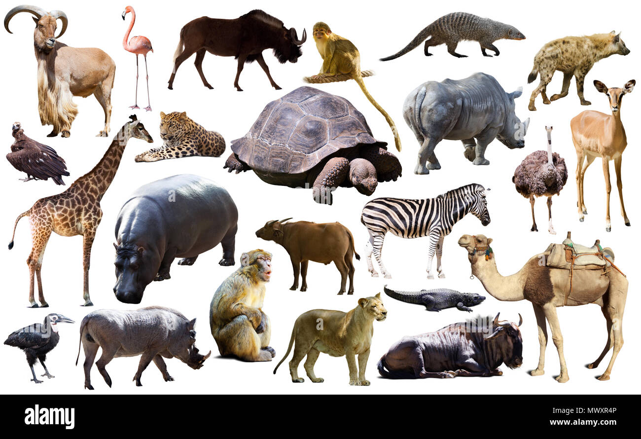 Set of different African animals isolated over white Stock Photo - Alamy