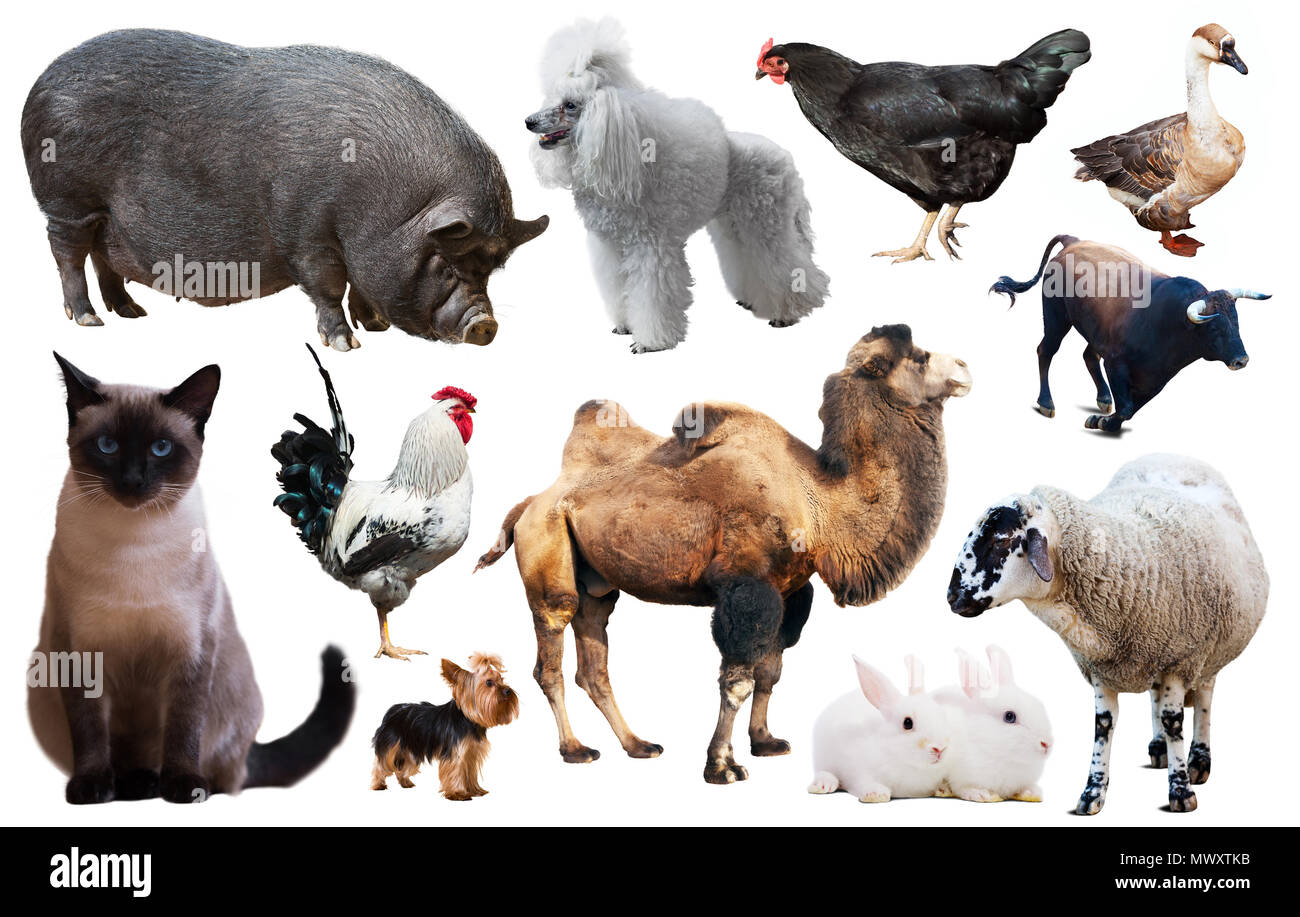 set of various farming animals including cattle and pets isolated Stock ...