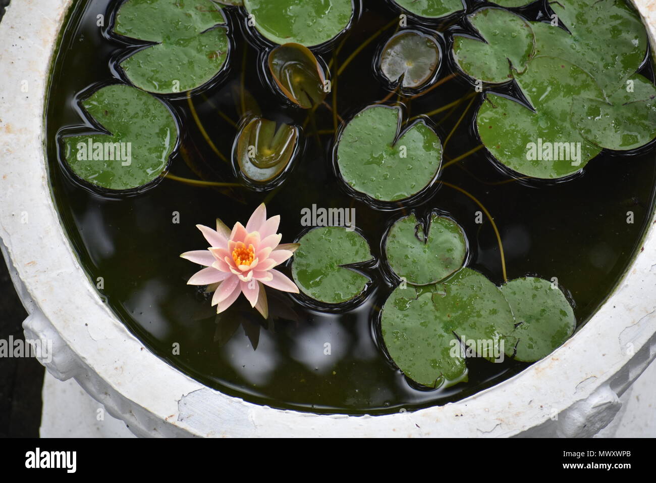 Lotus pot hi-res stock photography and images - Alamy