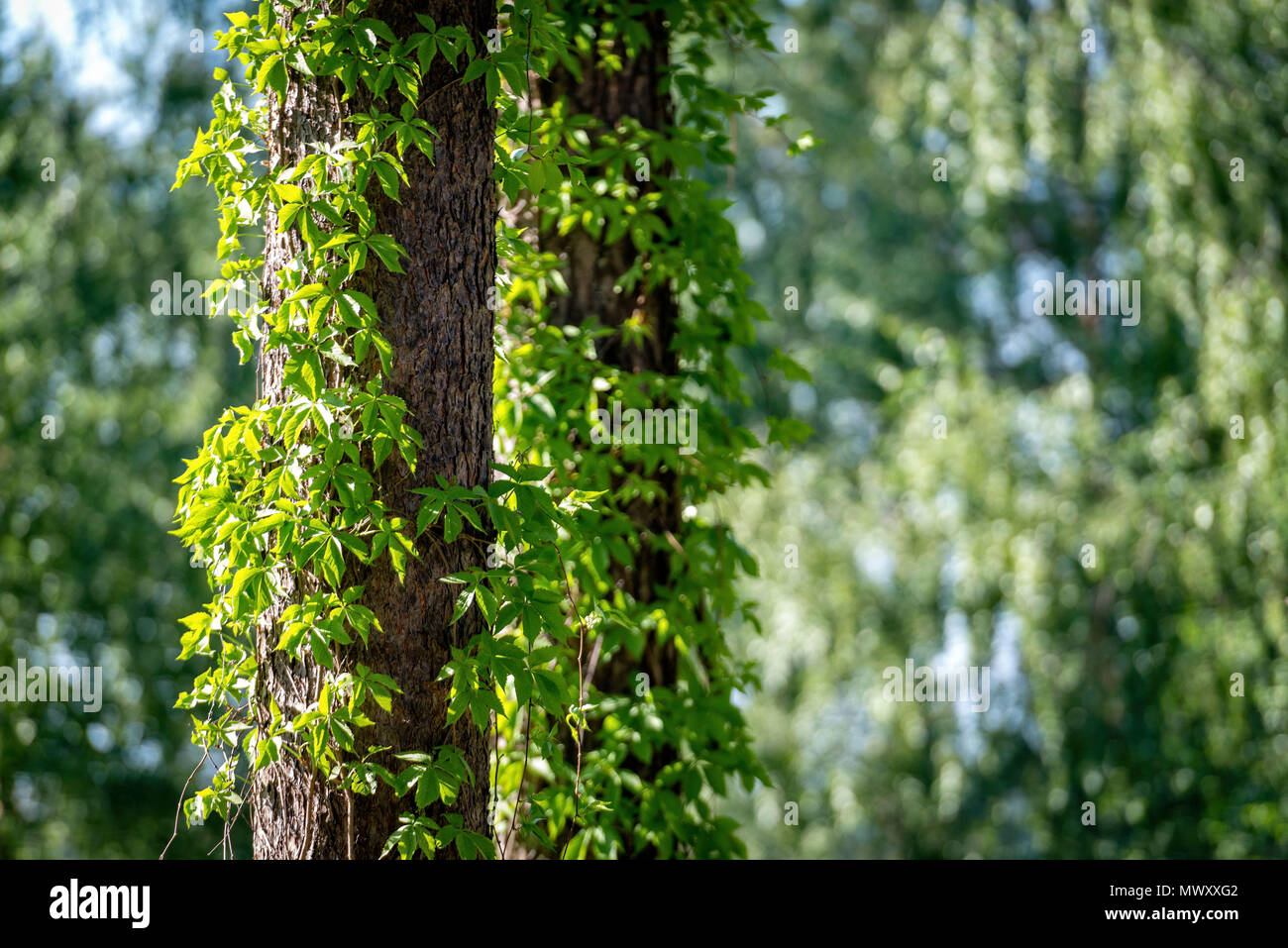Ivy creeping up tree trunk hi-res stock photography and images - Alamy