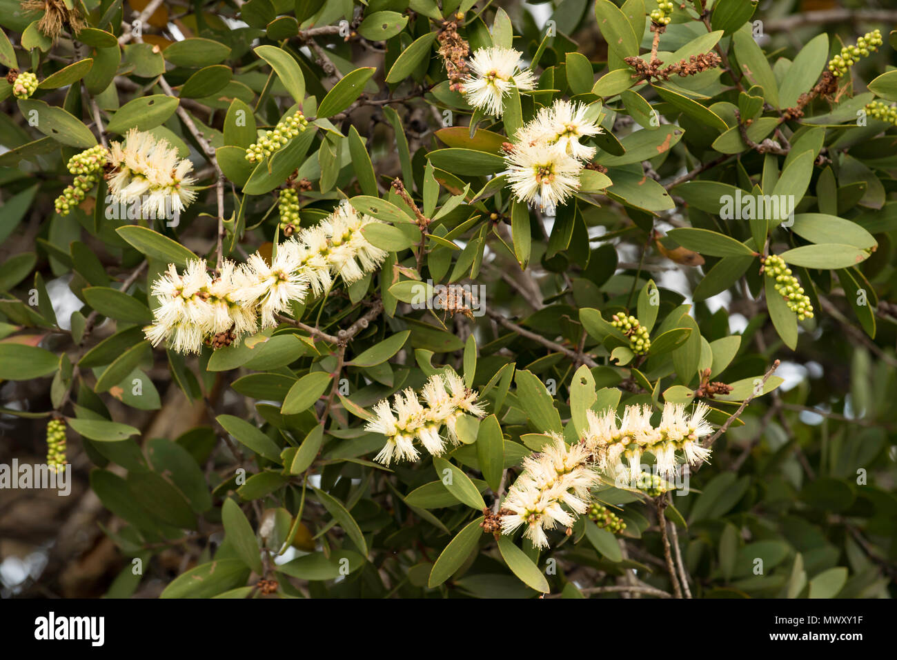 Paperbark tree hi-res stock photography and images - Alamy