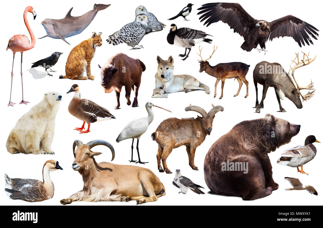 Set of bear and other european animals. Isolated on white background ...