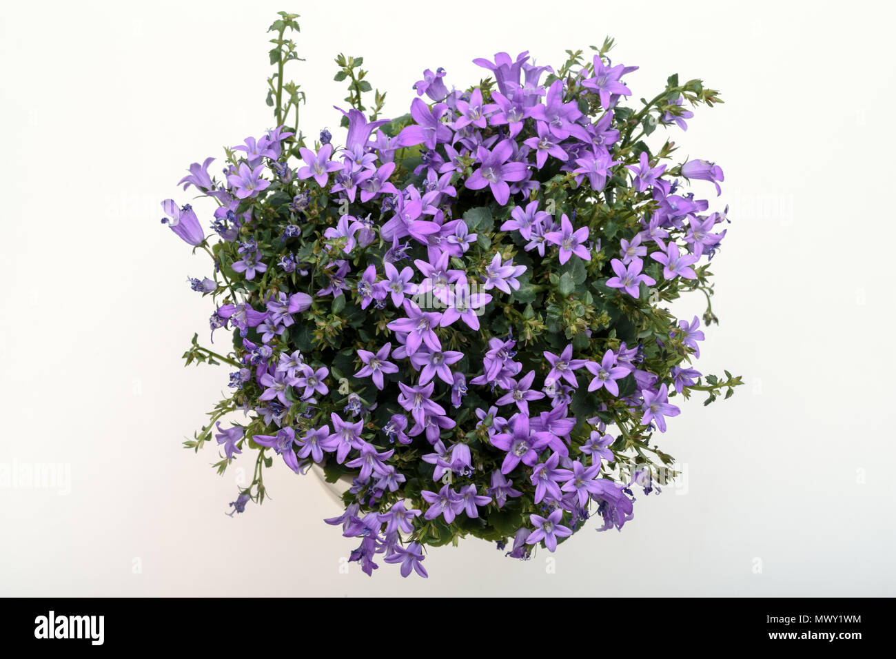 Beautiful vivid purple spring flower bush Dalmatian bellflower ...