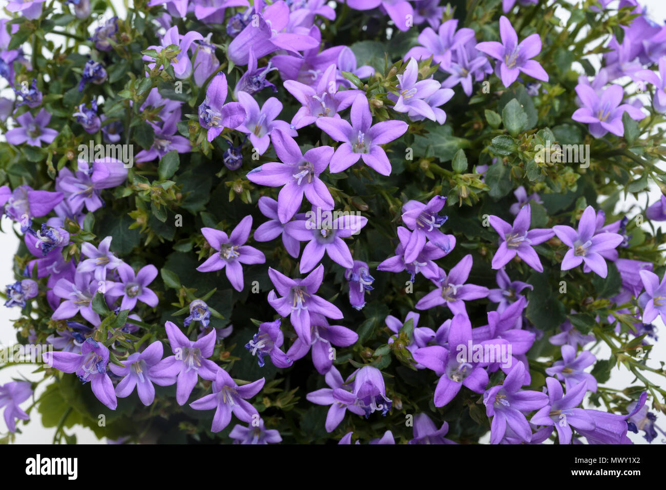 Beautiful vivid purple spring flower bush Dalmatian bellflower ...
