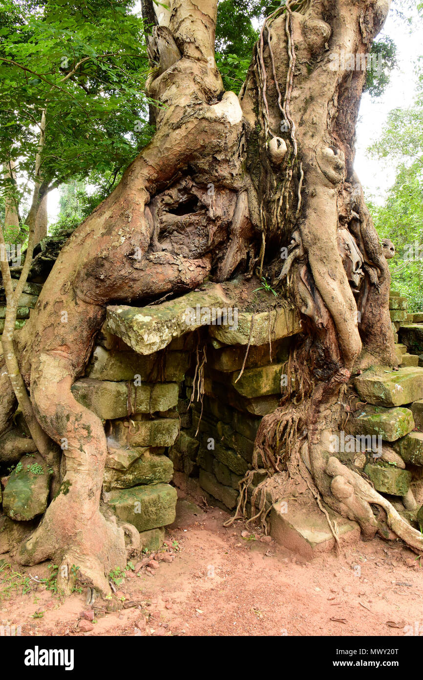 Roots of trees in the Angkor Wat complex have extended, like tentacles ...