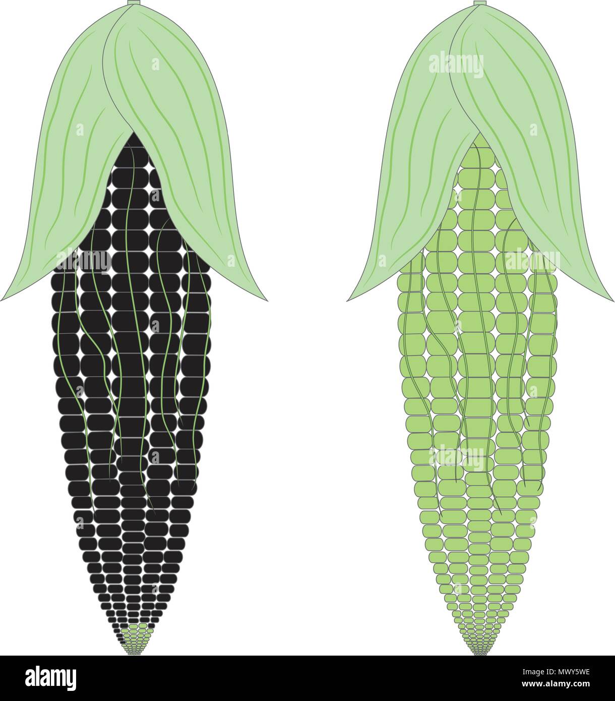 corn color set vector illustration Stock Vector Image & Art - Alamy