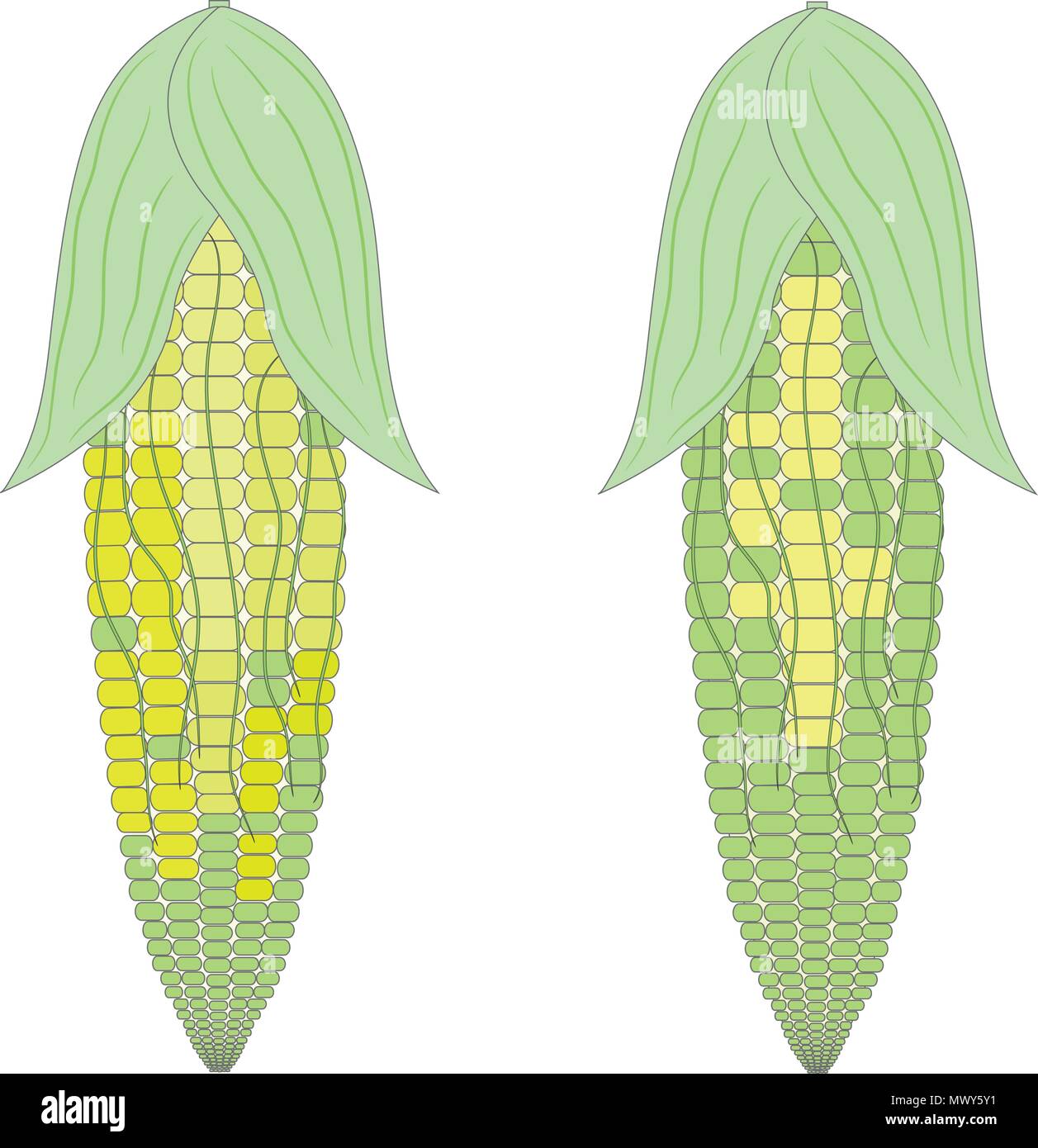 corn color set vector illustration Stock Vector Image & Art - Alamy