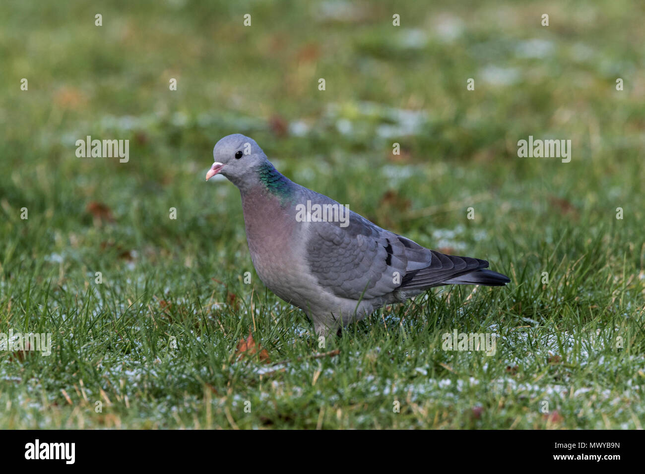 Stock dove Columba oenas Stock Photo - Alamy