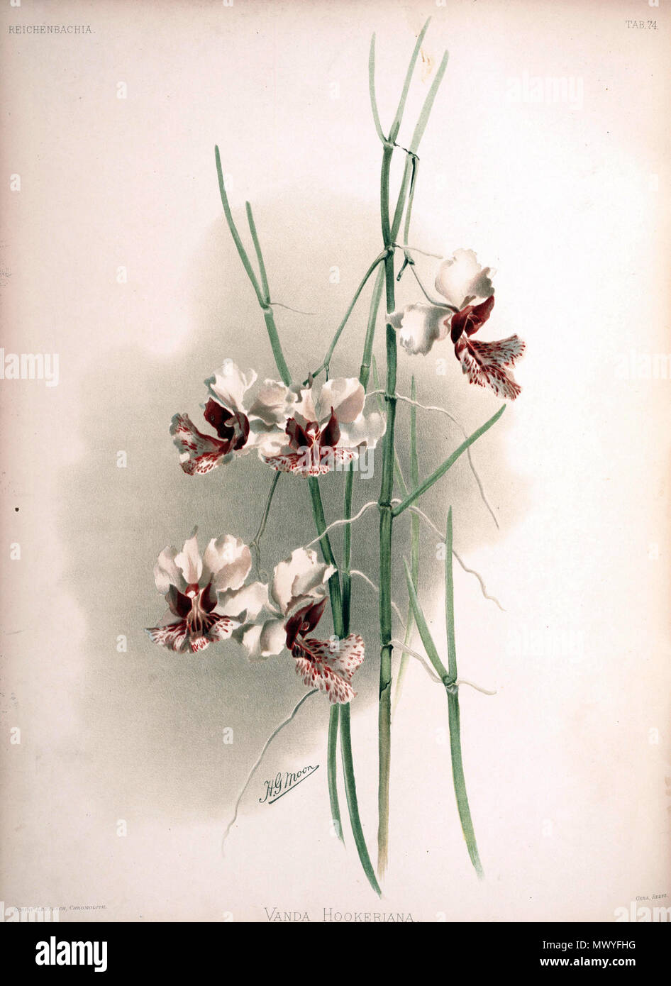 Terete vanda orchid hi-res stock photography and images - Alamy