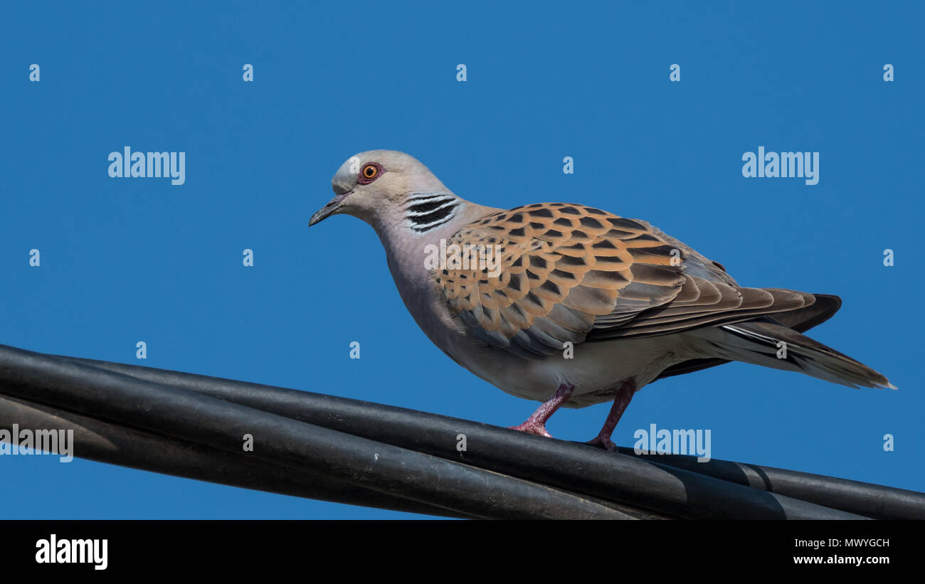 Isolated European turtle dove- Israel Stock Photo - Alamy