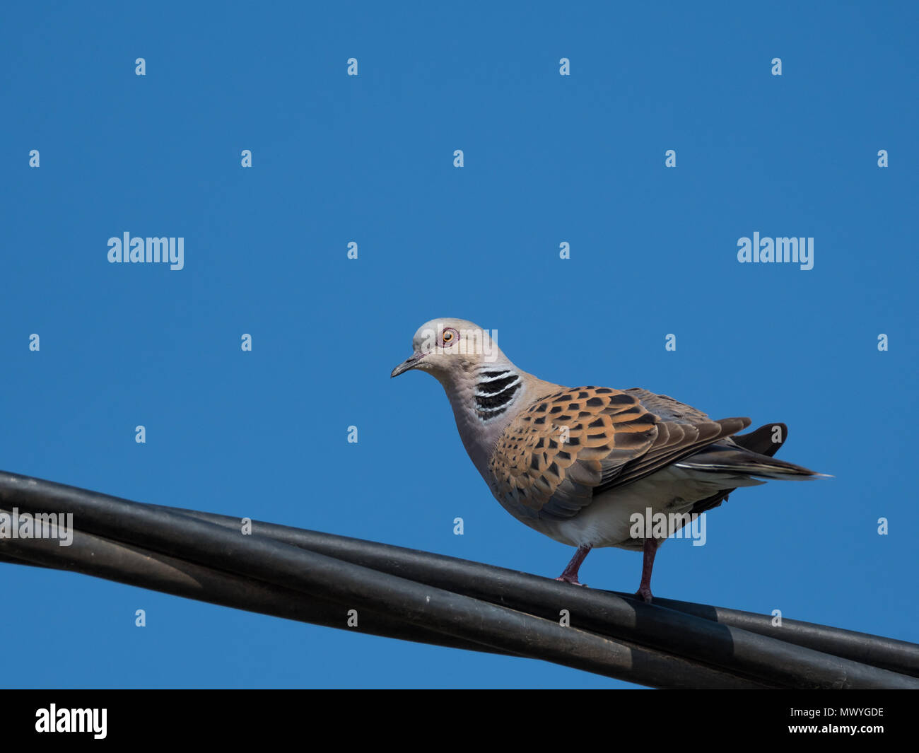 Wildlife of israel hi-res stock photography and images - Alamy