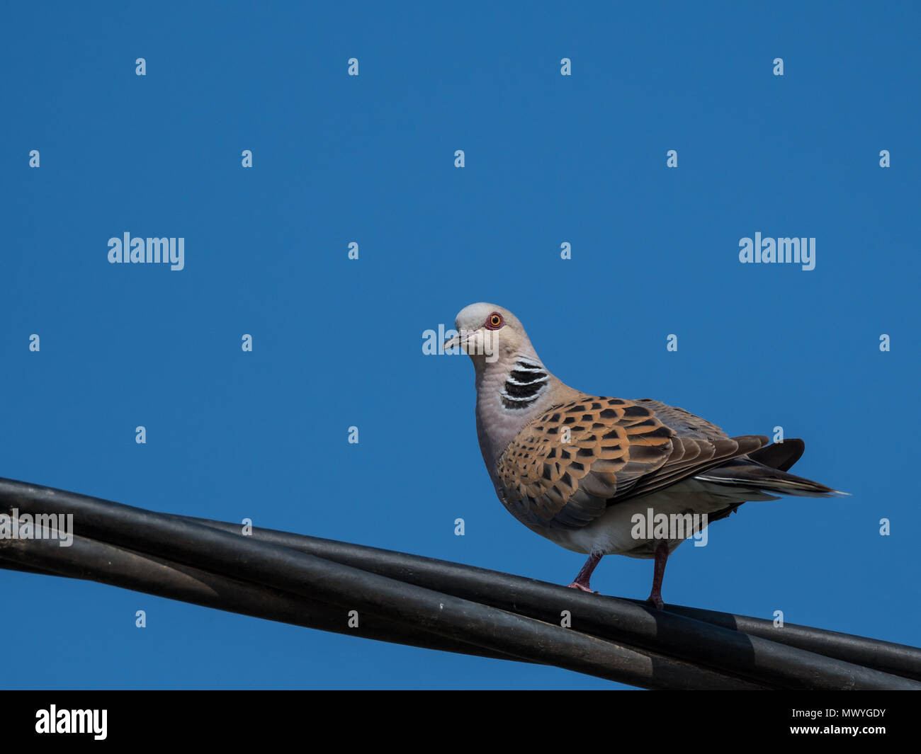 Isolated European turtle dove- Israel Stock Photo - Alamy