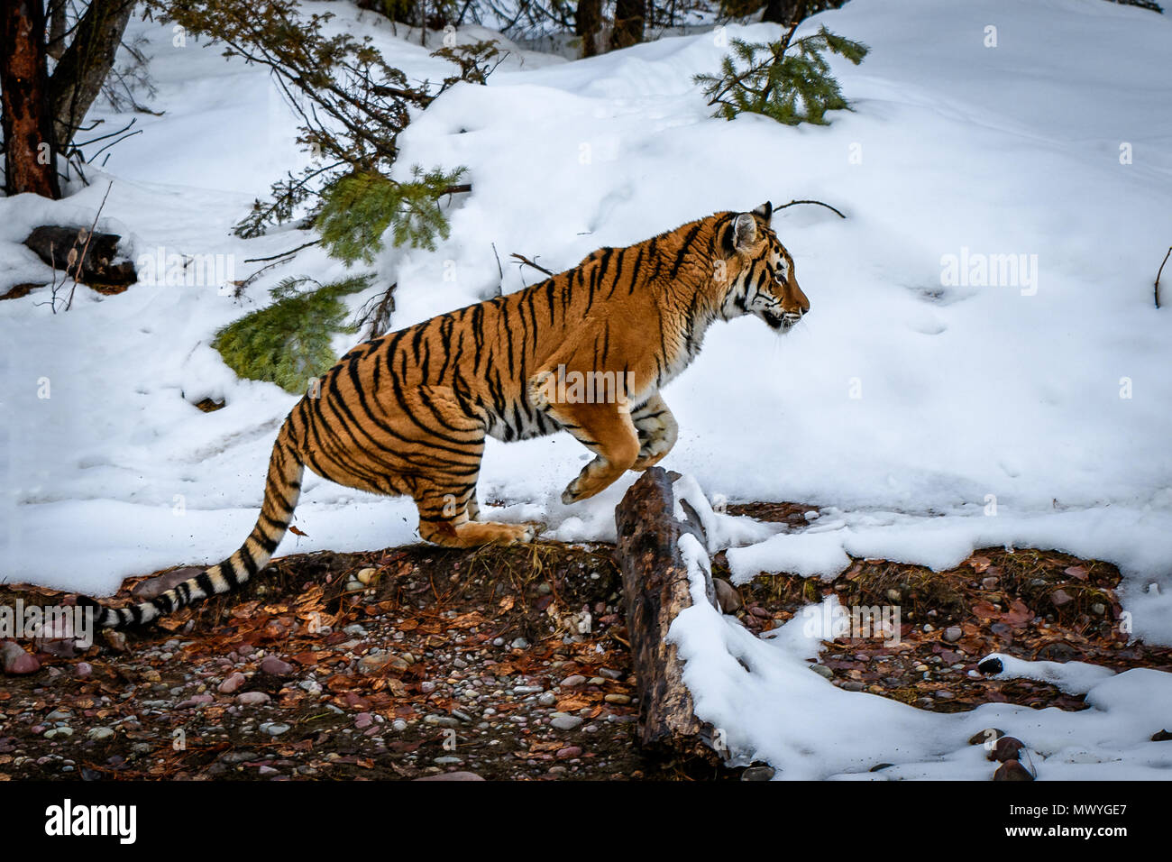 Tiger leap hi-res stock photography and images - Alamy