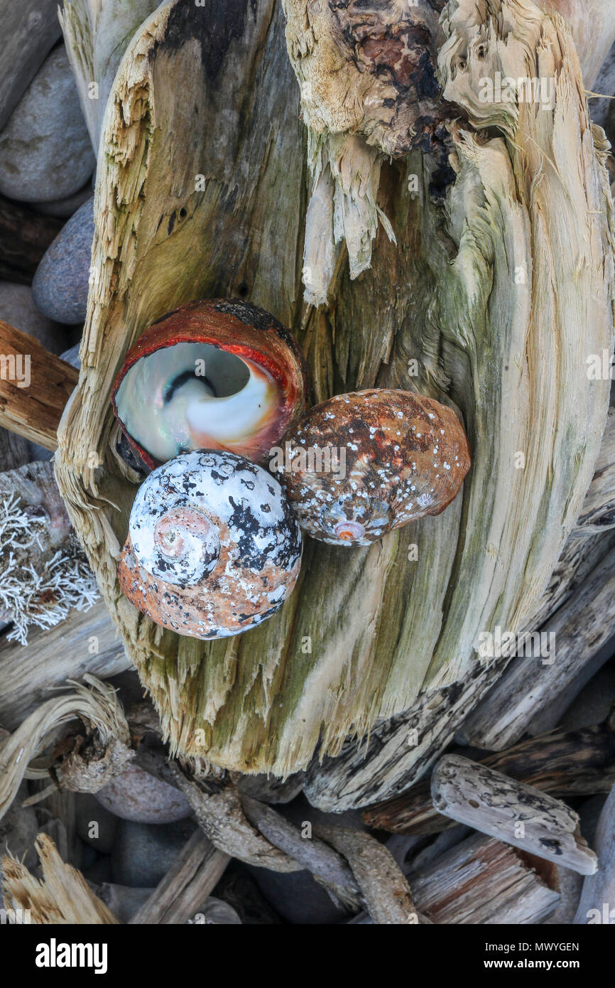 Shells Africa High Resolution Stock Photography and Images - Alamy