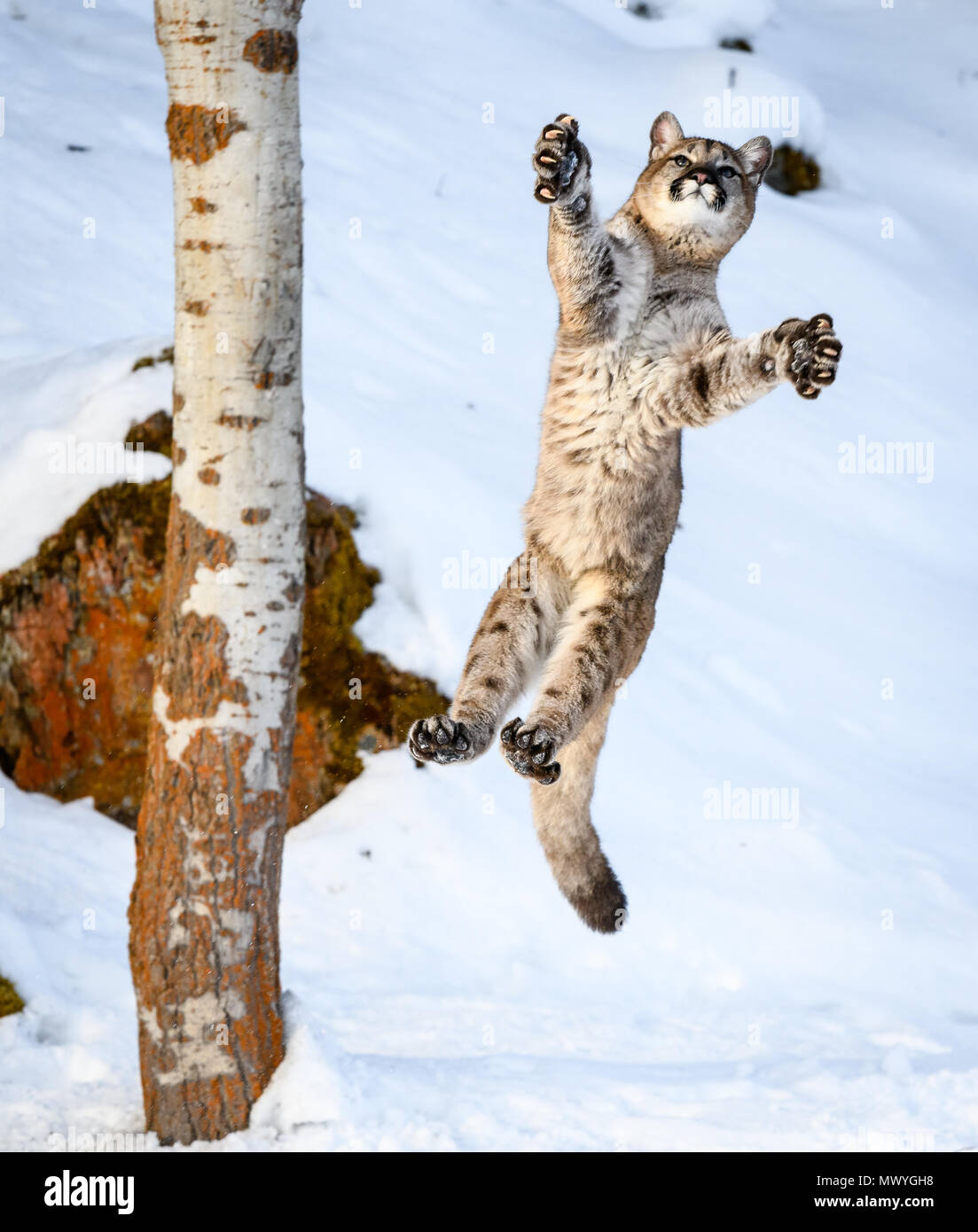 Cougar behavior hi-res stock photography and images - Alamy