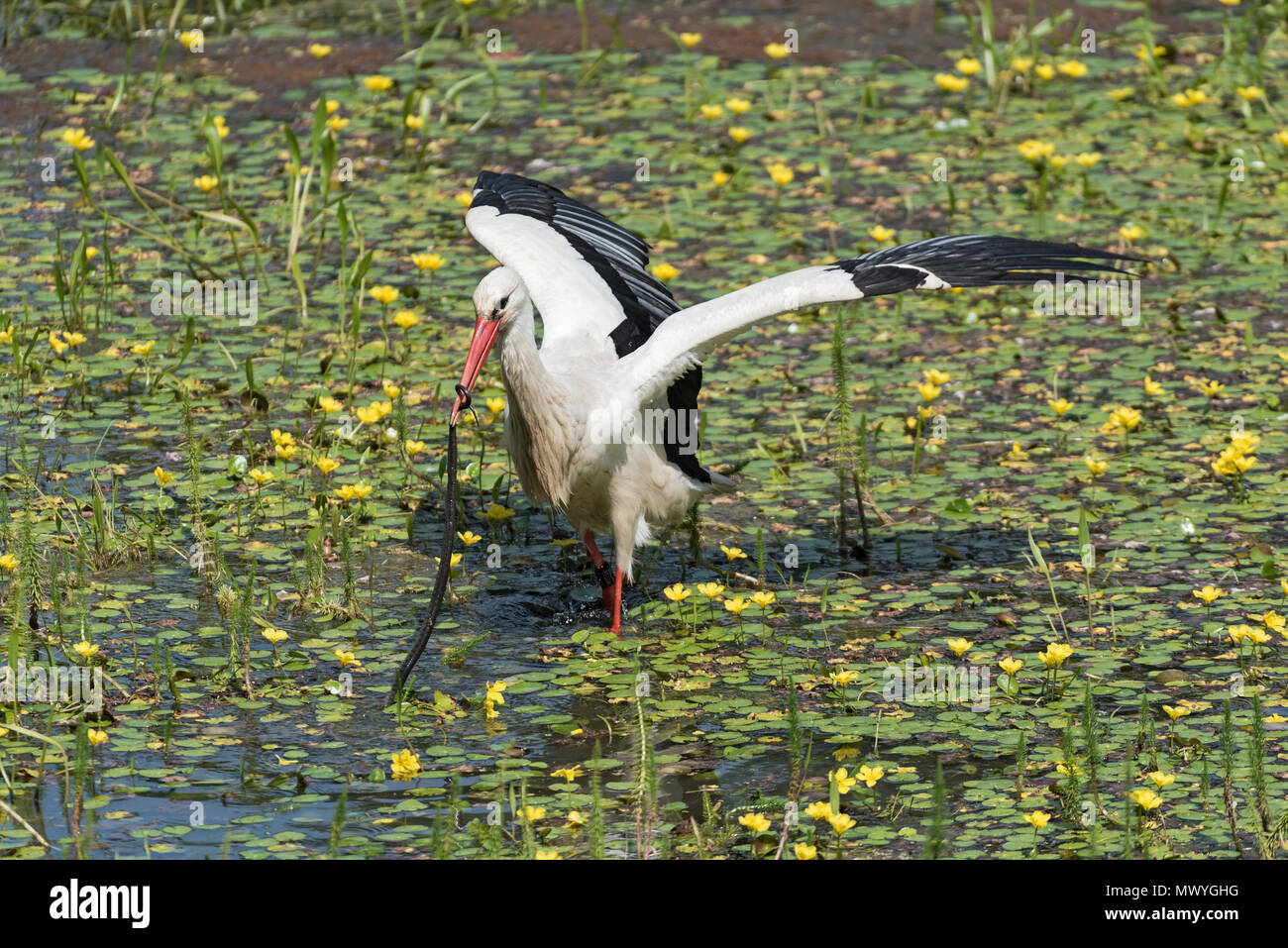 a white stork (Ciconia ciconia) catches and eats snake in the nature ...