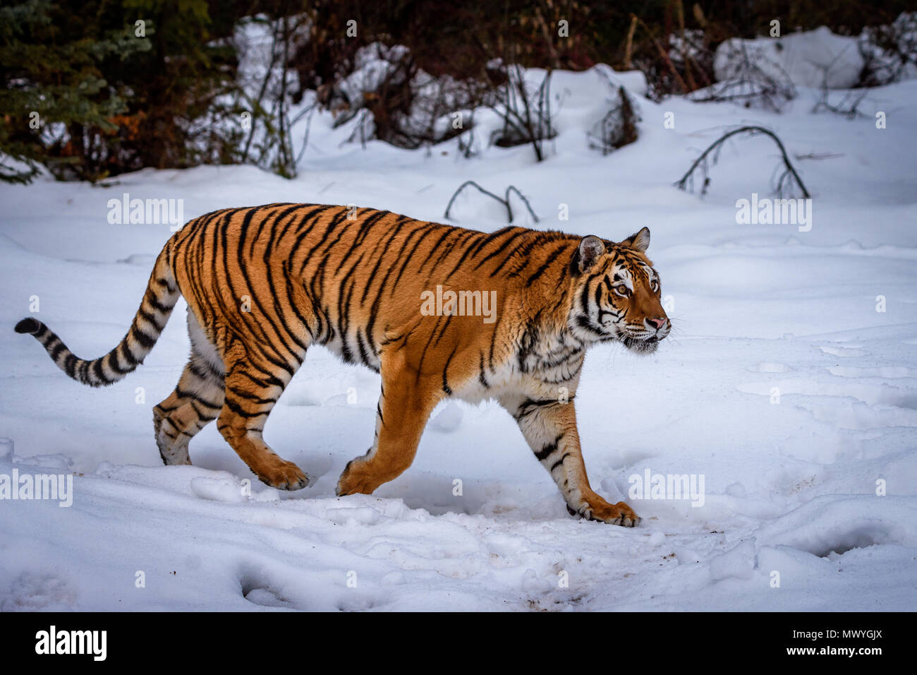 Tiger In Shadow High Resolution Stock Photography and Images - Alamy