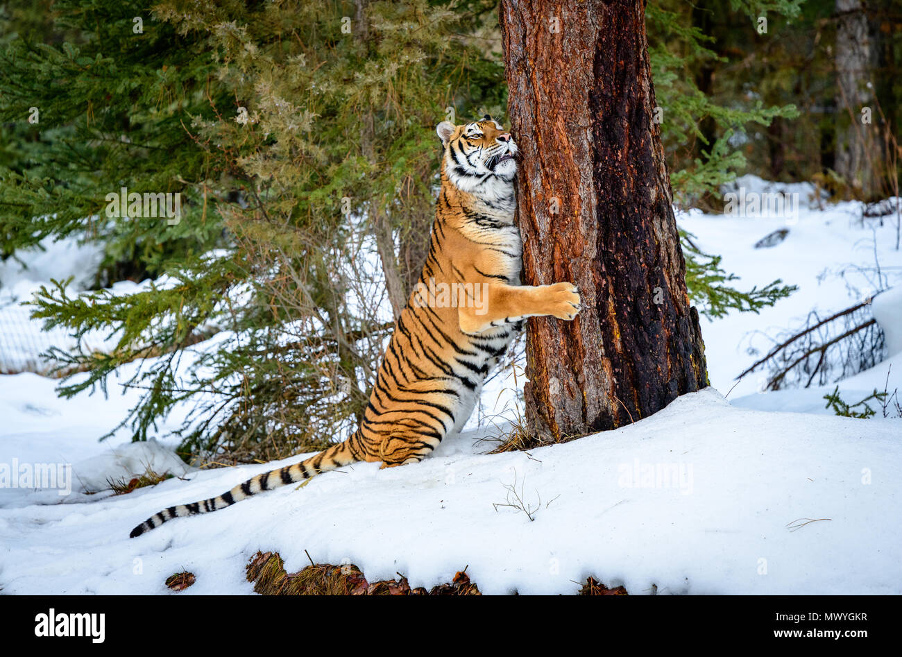 Tiger conservation hi-res stock photography and images - Alamy