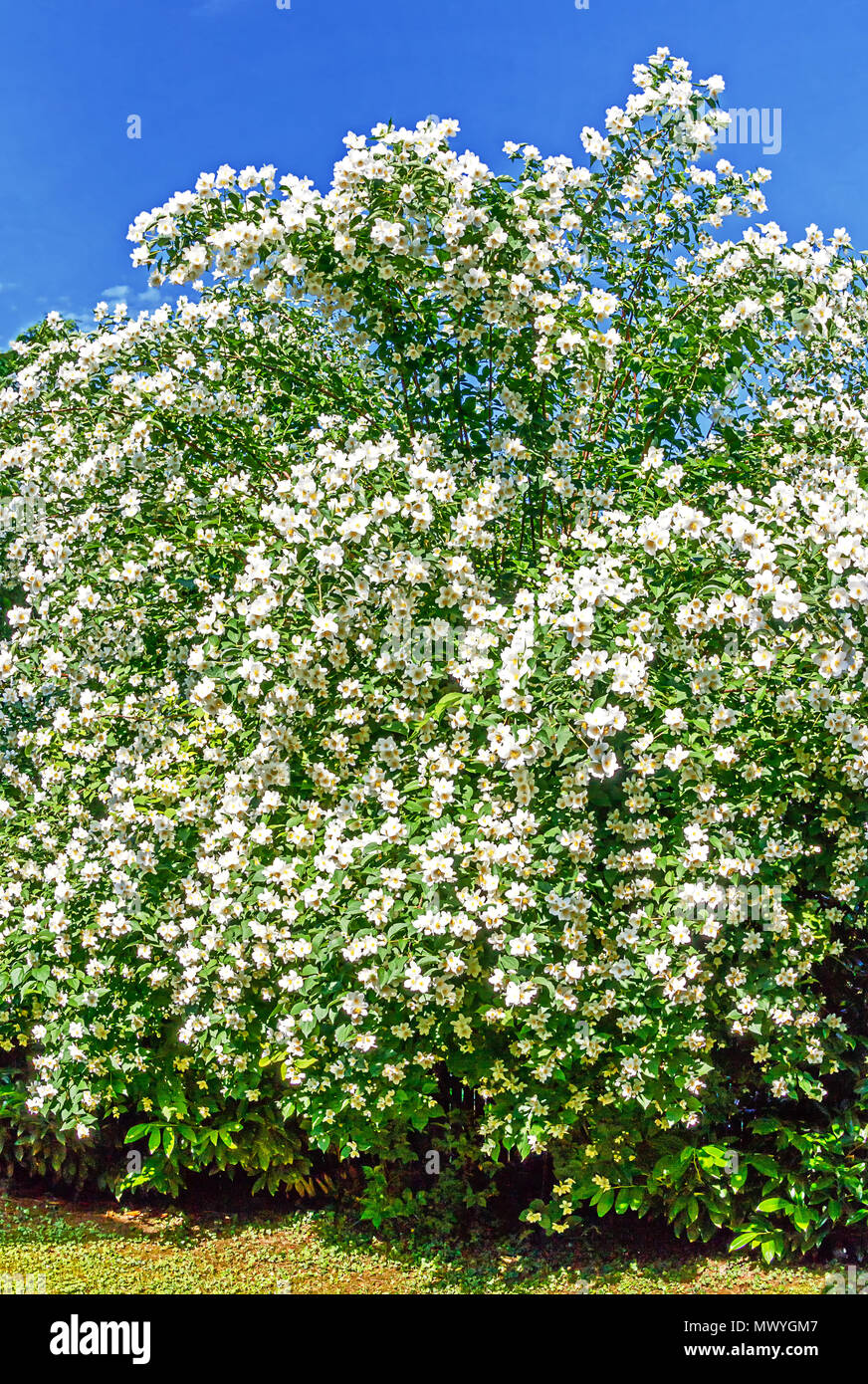 Philadelphus coronarius (sweet mock-orange or English dogwood Stock ...