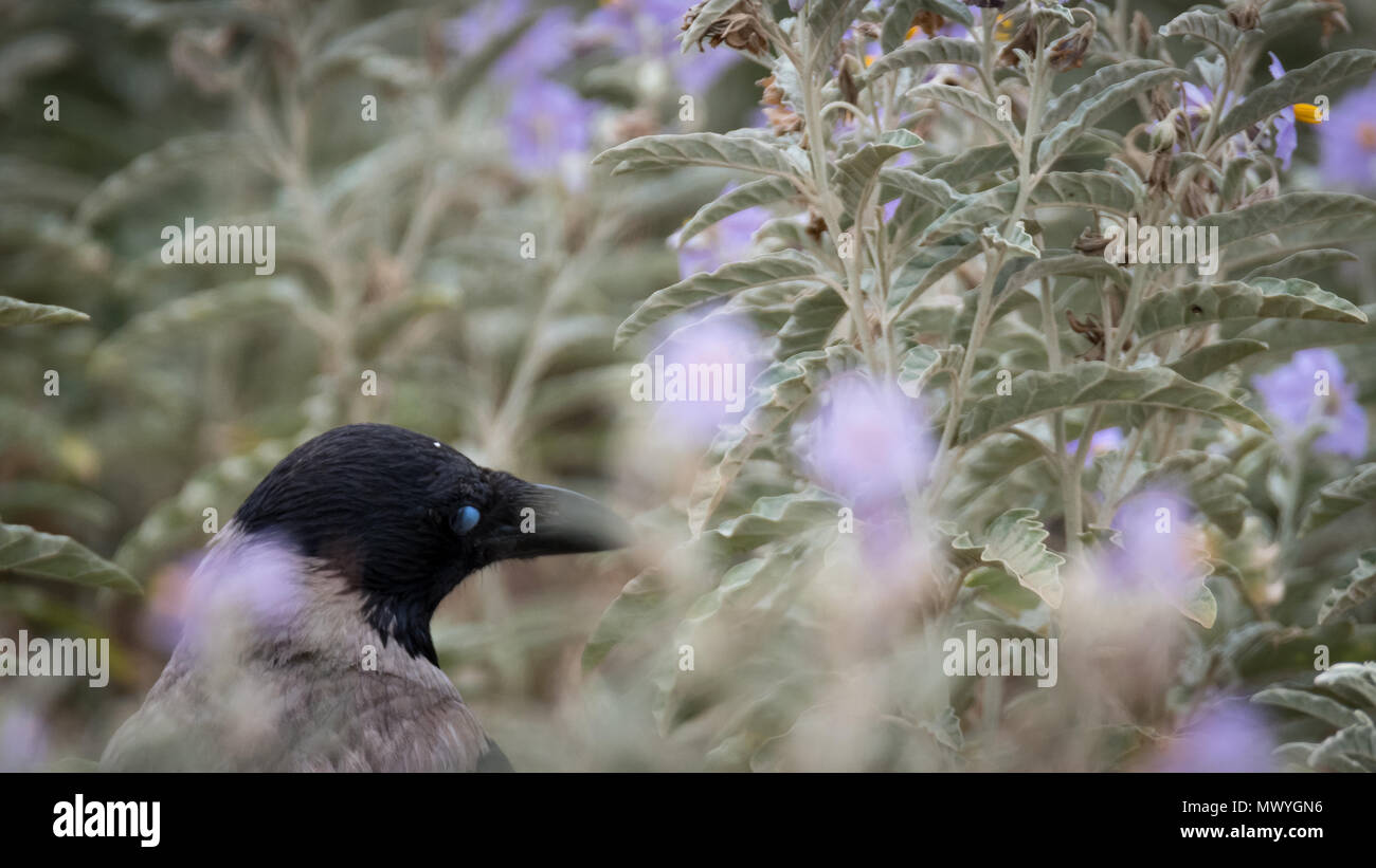 Blue hooded flowers hi-res stock photography and images - Alamy