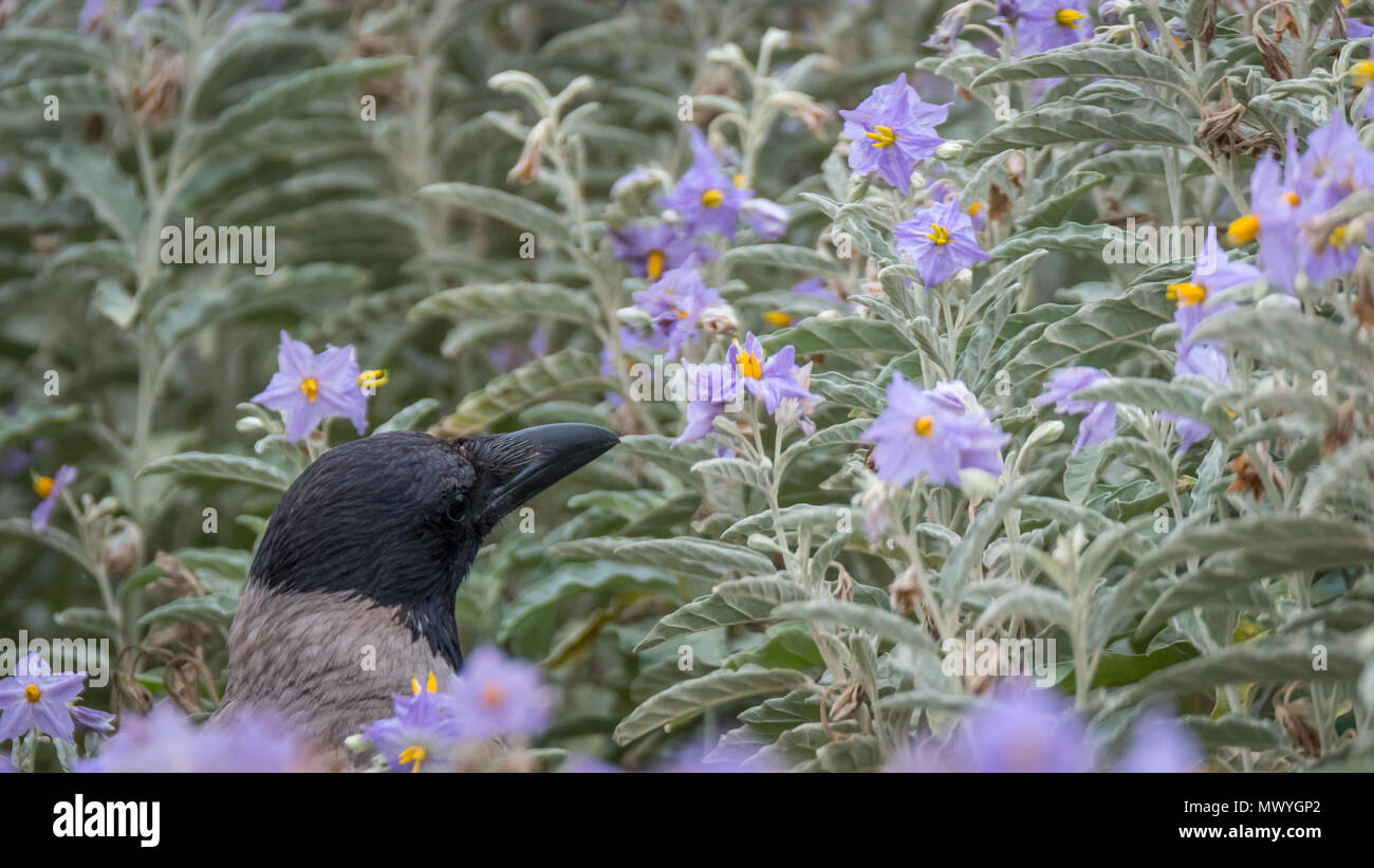 Blue hooded flowers hi-res stock photography and images - Alamy