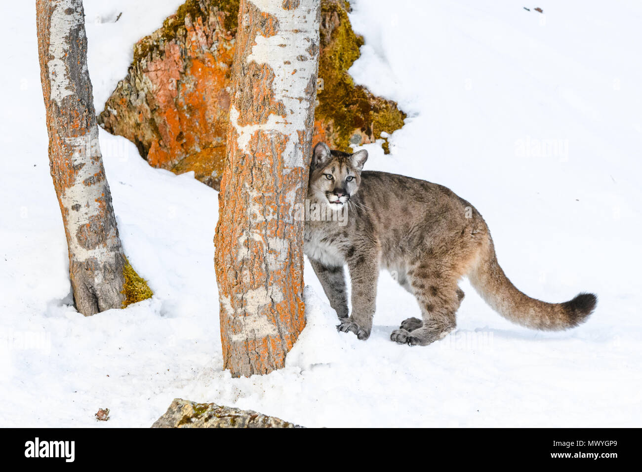 Cougar tail hi-res stock photography and images - Alamy