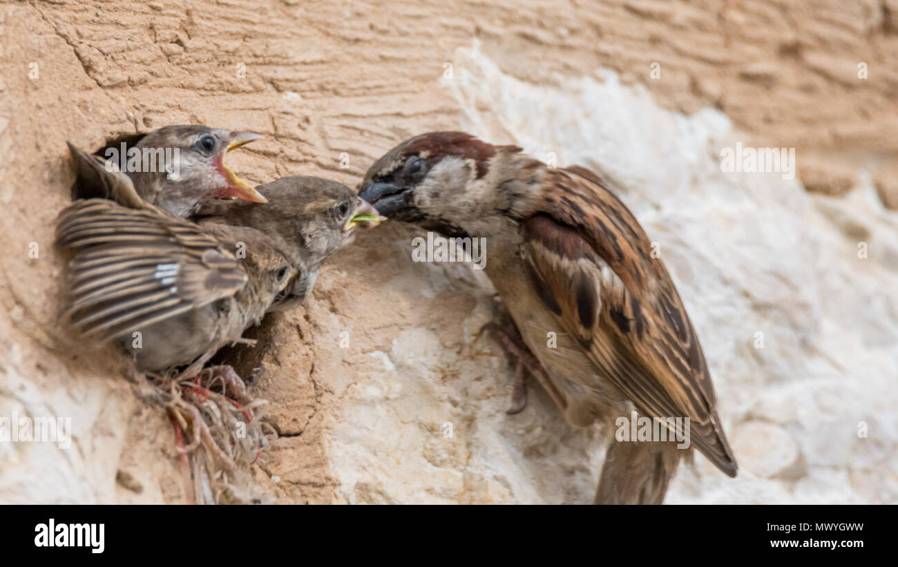 isolated house sparrow feeding its young Stock Photo - Alamy