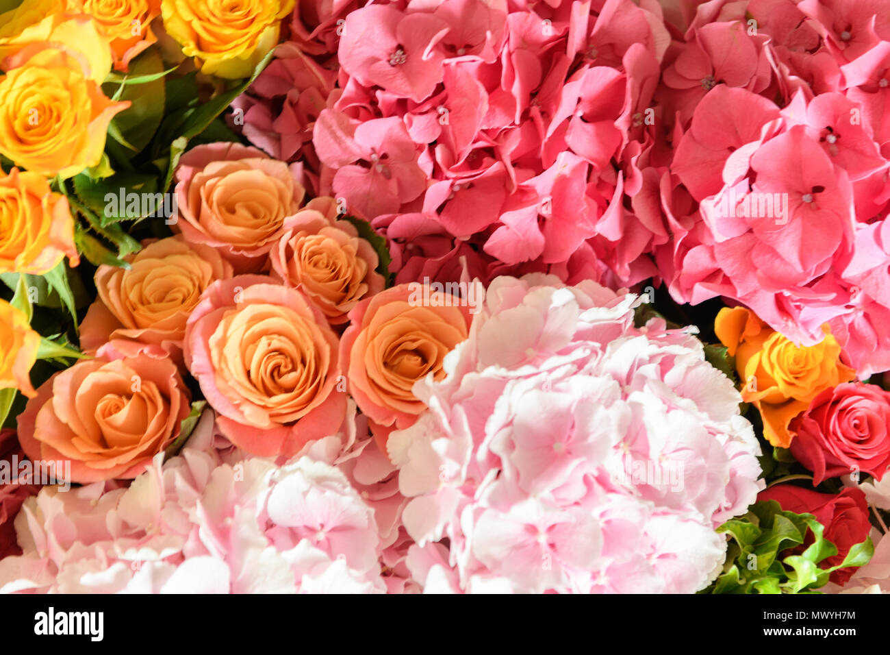 Beautiful fresh flowers Stock Photo - Alamy