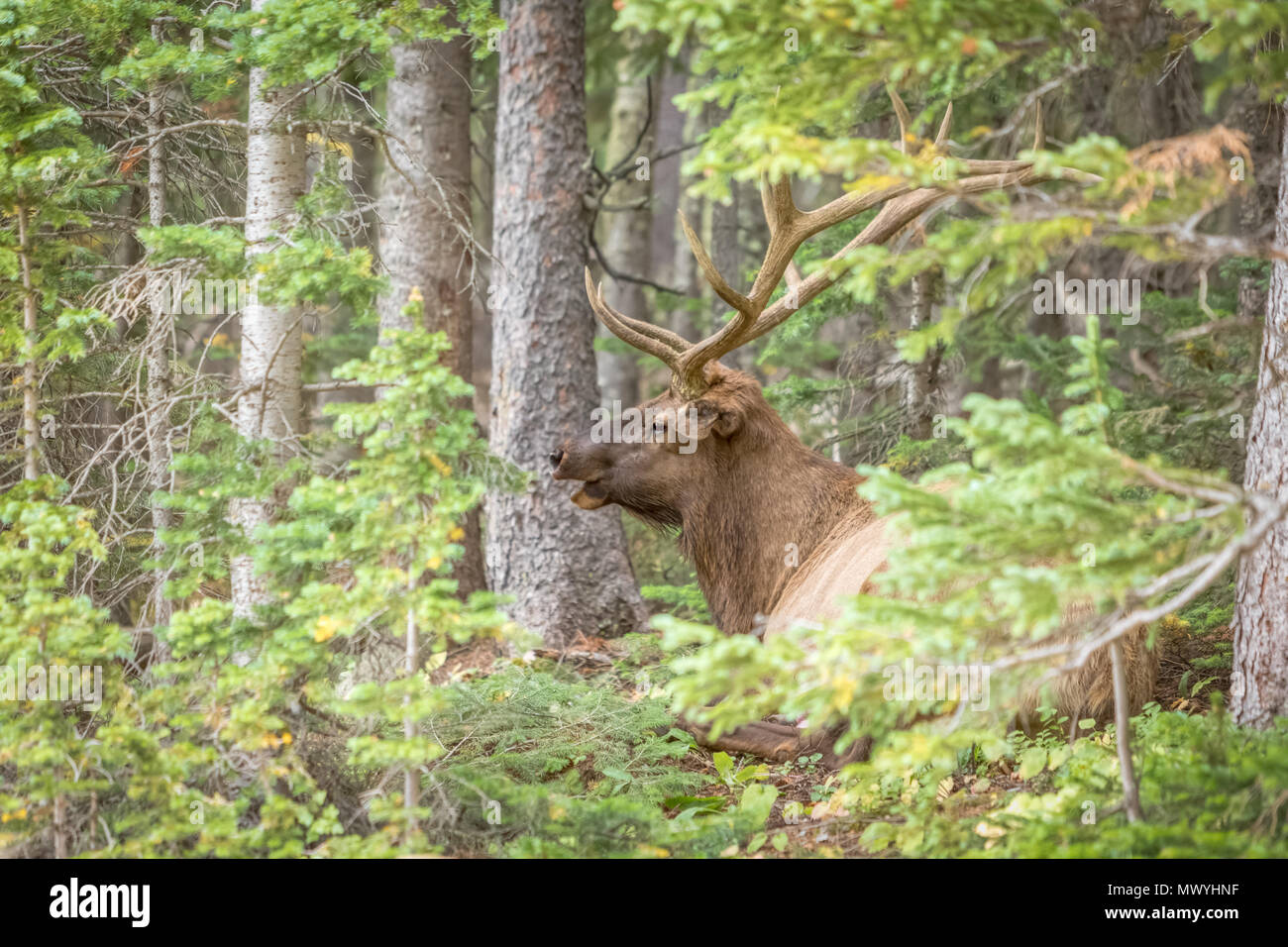Tired deer hi-res stock photography and images - Alamy