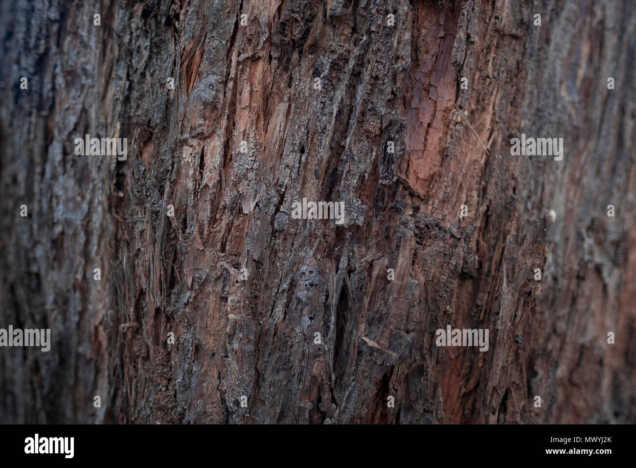 Tree Bark Textures, shot in Brisbane Queensland Australia Stock Photo ...