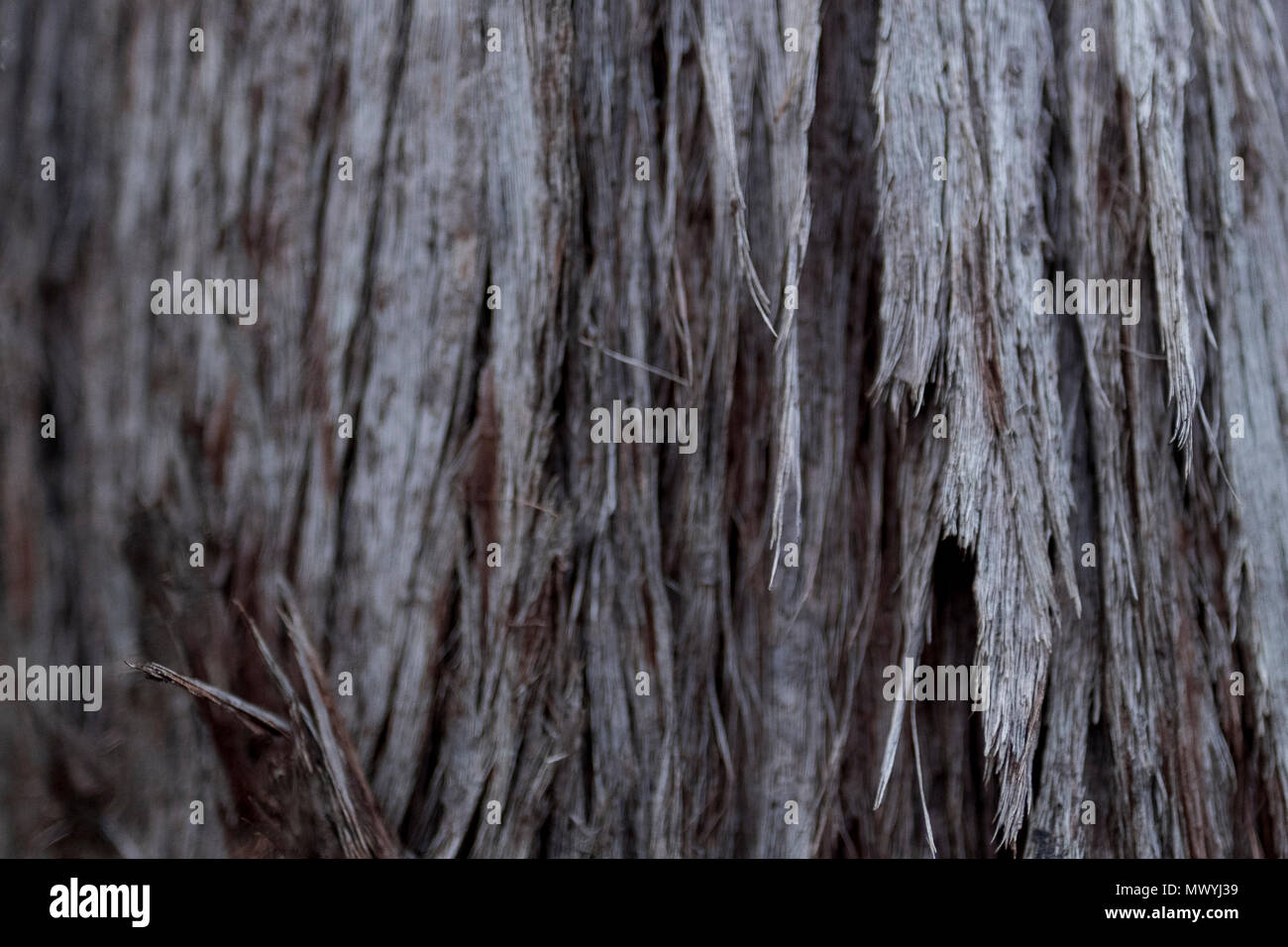 Tree Bark Textures, shot in Brisbane Queensland Australia Stock Photo ...
