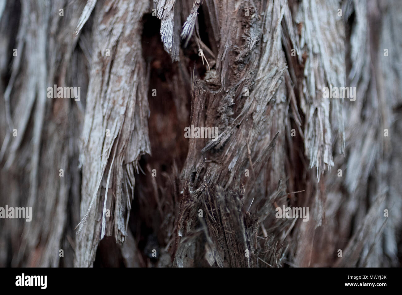 Tree Bark Textures, shot in Brisbane Queensland Australia Stock Photo ...