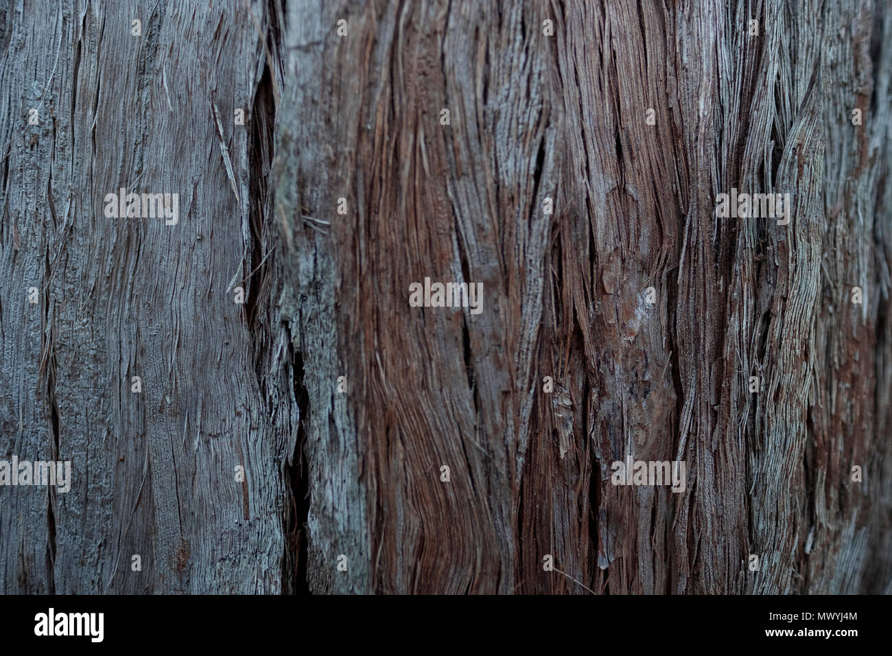 Tree Bark Textures, shot in Brisbane Queensland Australia Stock Photo ...
