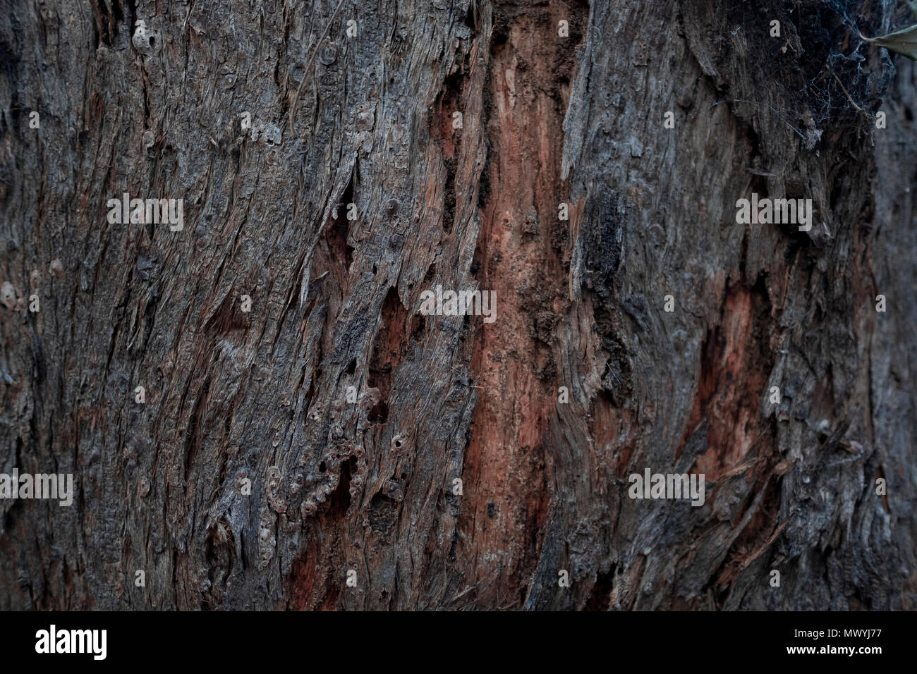 Woodland texture hi-res stock photography and images - Alamy