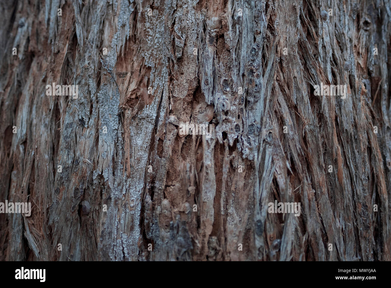 Tree Bark Textures, shot in Brisbane Queensland Australia Stock Photo ...