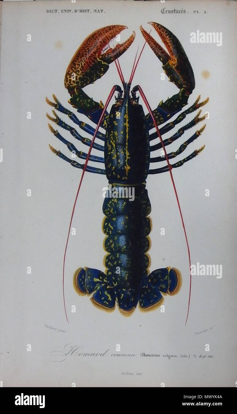 . English: Homarus gammarus illustration from: Dict. Univ. d'hist. Nat ...