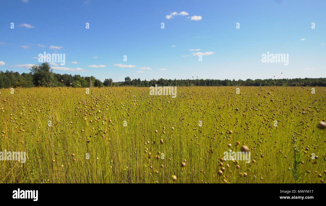 Maturing flax in a large field, almost ready to harvest. Flax field in ...