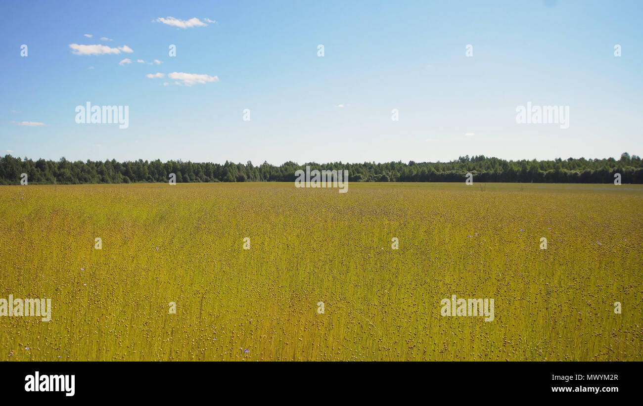 Maturing flax in a large field, almost ready to harvest. Flax field in ...