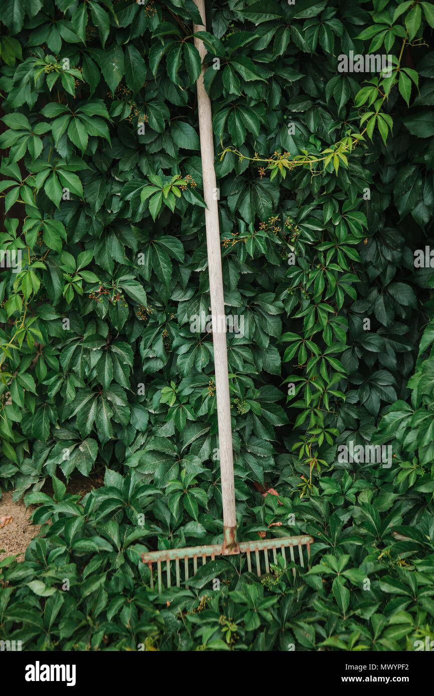 The rake stands against the wall with green plants and leaf. End of ...
