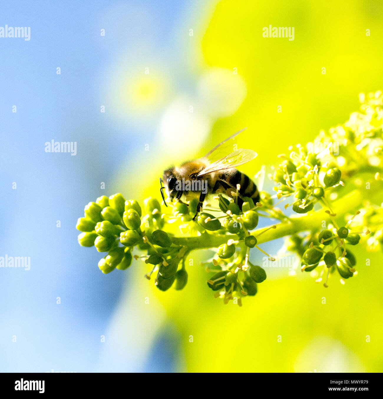 honey bee on a ripening grape fruits,image of a Stock Photo - Alamy