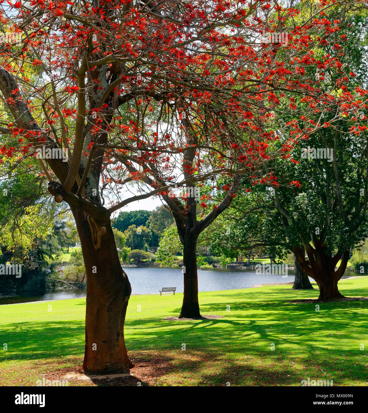 Flame trees perth hi-res stock photography and images - Alamy