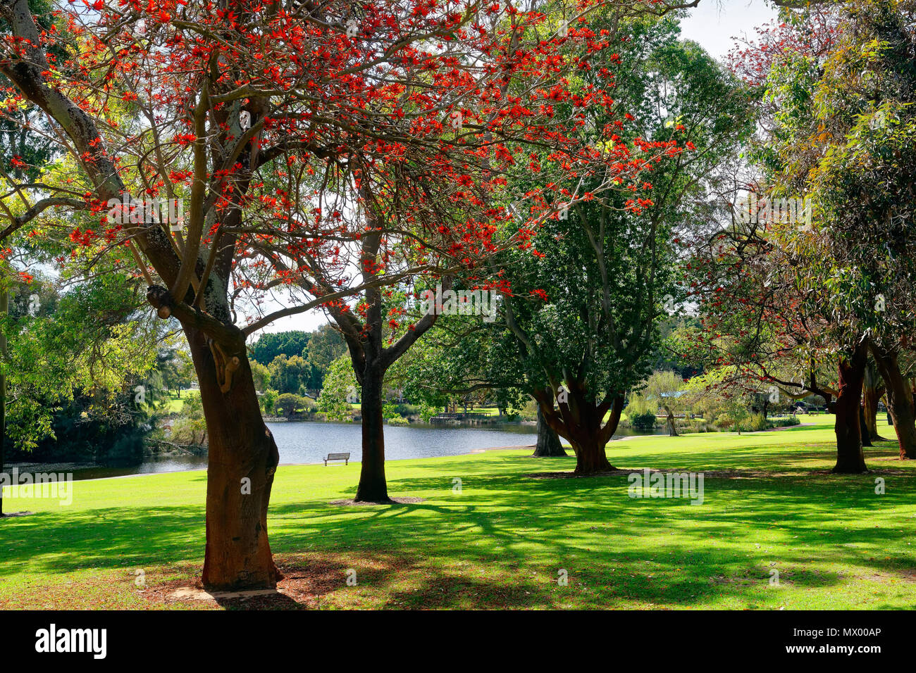 Shenton Park Perth Jualbup lake Stock Photo - Alamy