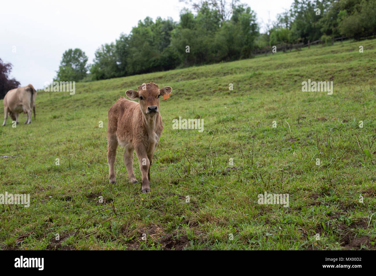 Portrait of a calf Stock Photo - Alamy