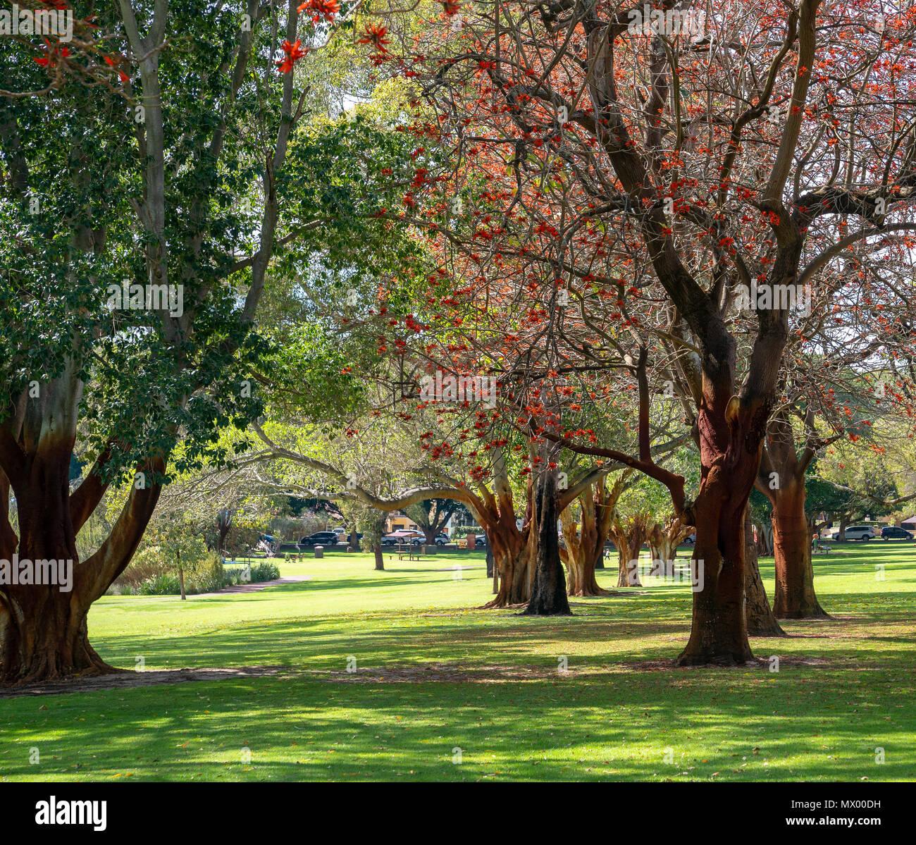 Shenton Park Perth Jualbup lake Stock Photo - Alamy